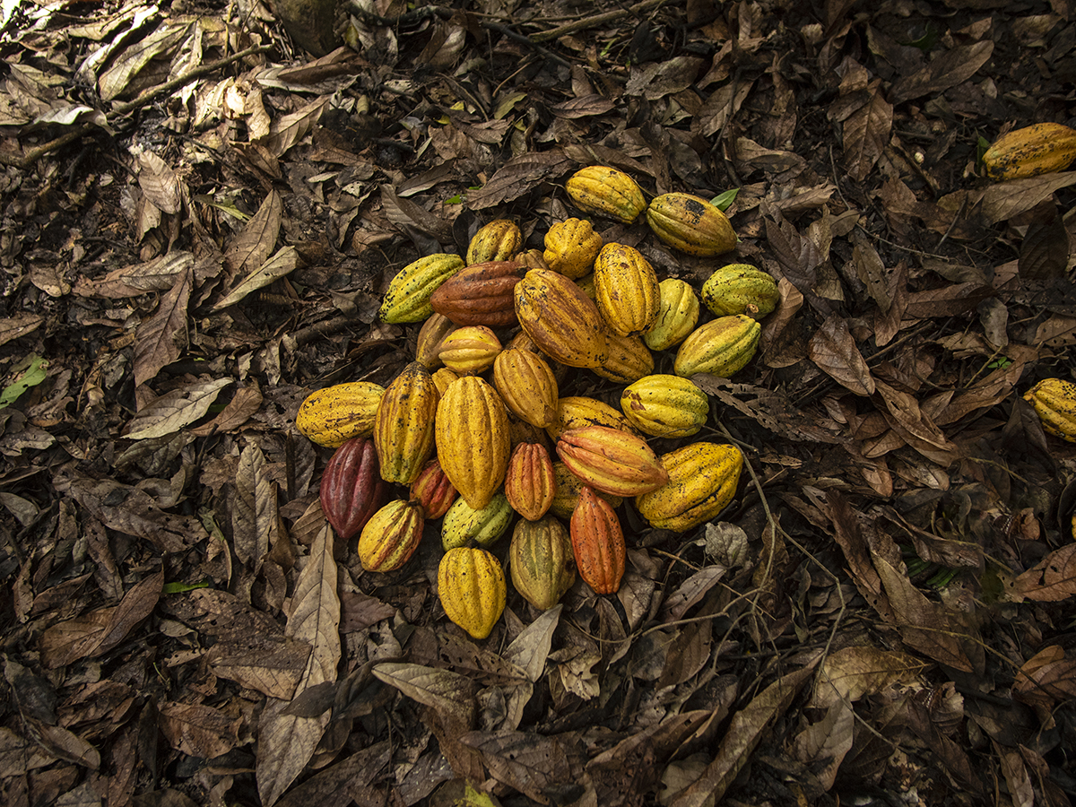 Icam Cioccolato, un approccio etico per la produzione di cioccolato - Food